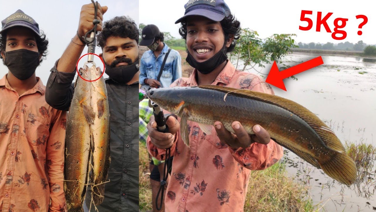 Lucana frog വേറെ ലെവൽ 3 വാക വരാൽ അടിച്ചു 🔥 | Snakehead Fishing Kerala # ...