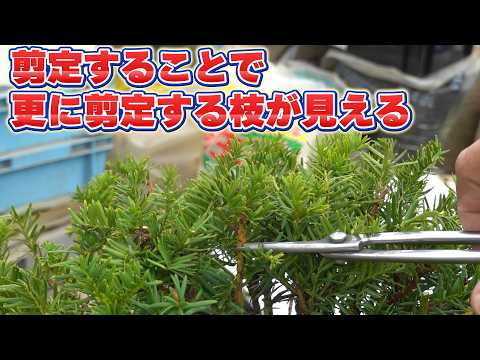 剪定することで更に剪定する枝が見えてくる