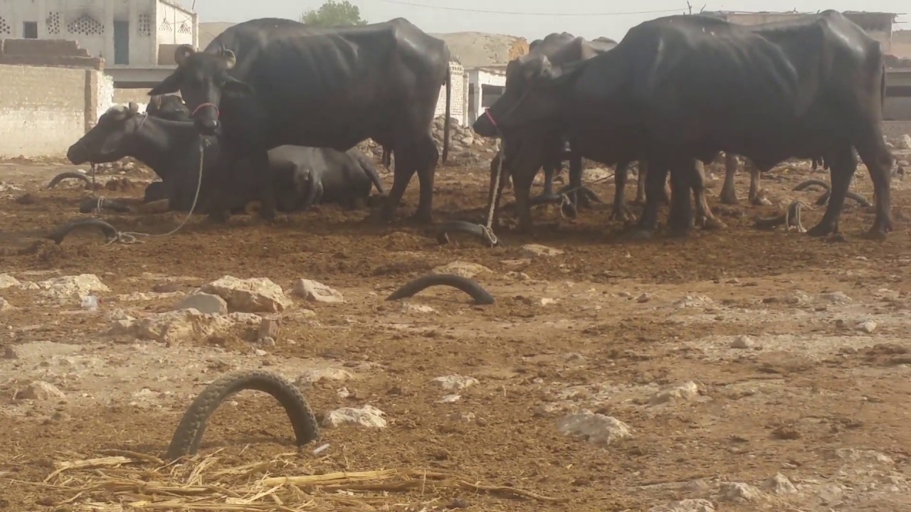 Small buffalo mating with powerful bull || mating founders 😂😂😂 - YouTube