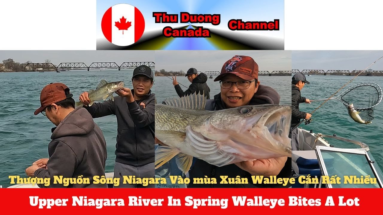 Upper Niagara River In Spring Walleye Bites A Lot-Thu Duong Canada ...