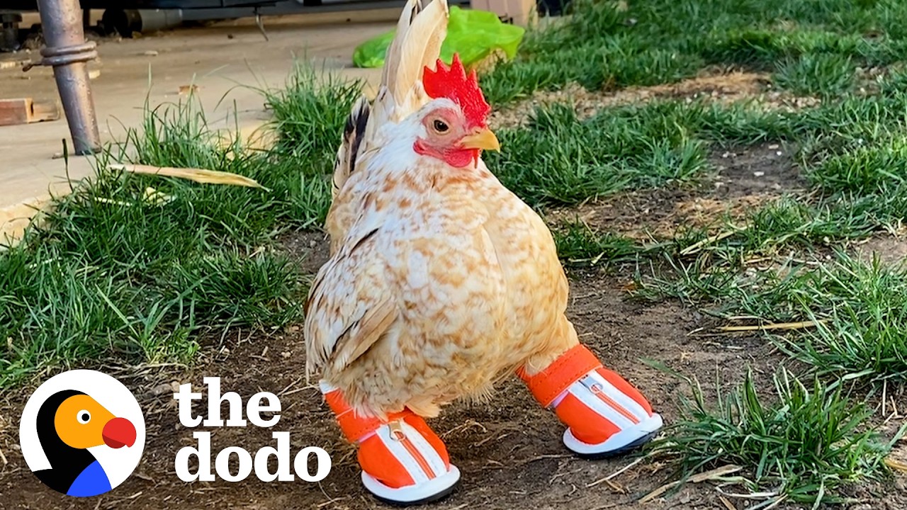 Chicken With Nubs For Feet Has Thirty Pairs Of Shoes | The Dodo - YouTube
