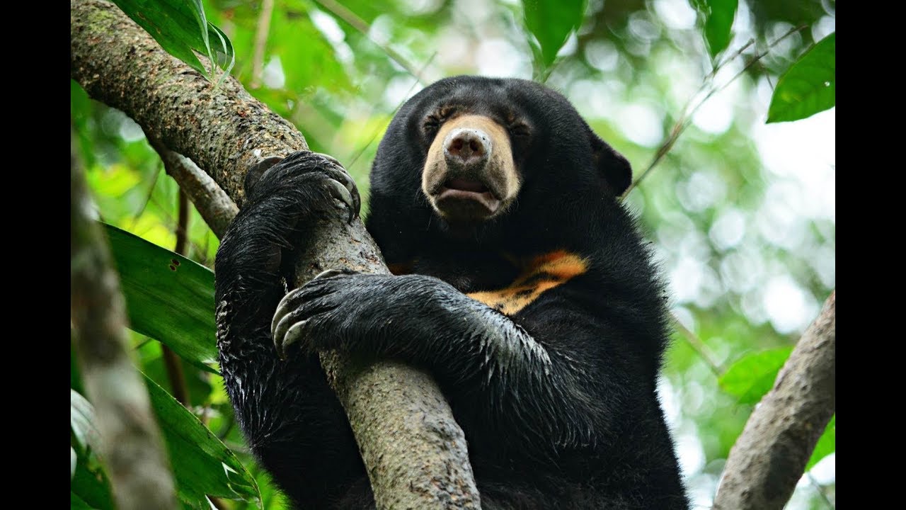 Sun Bear Diary | Sun Bear Sleeping And Resting On A Lazy Sunny Day ...