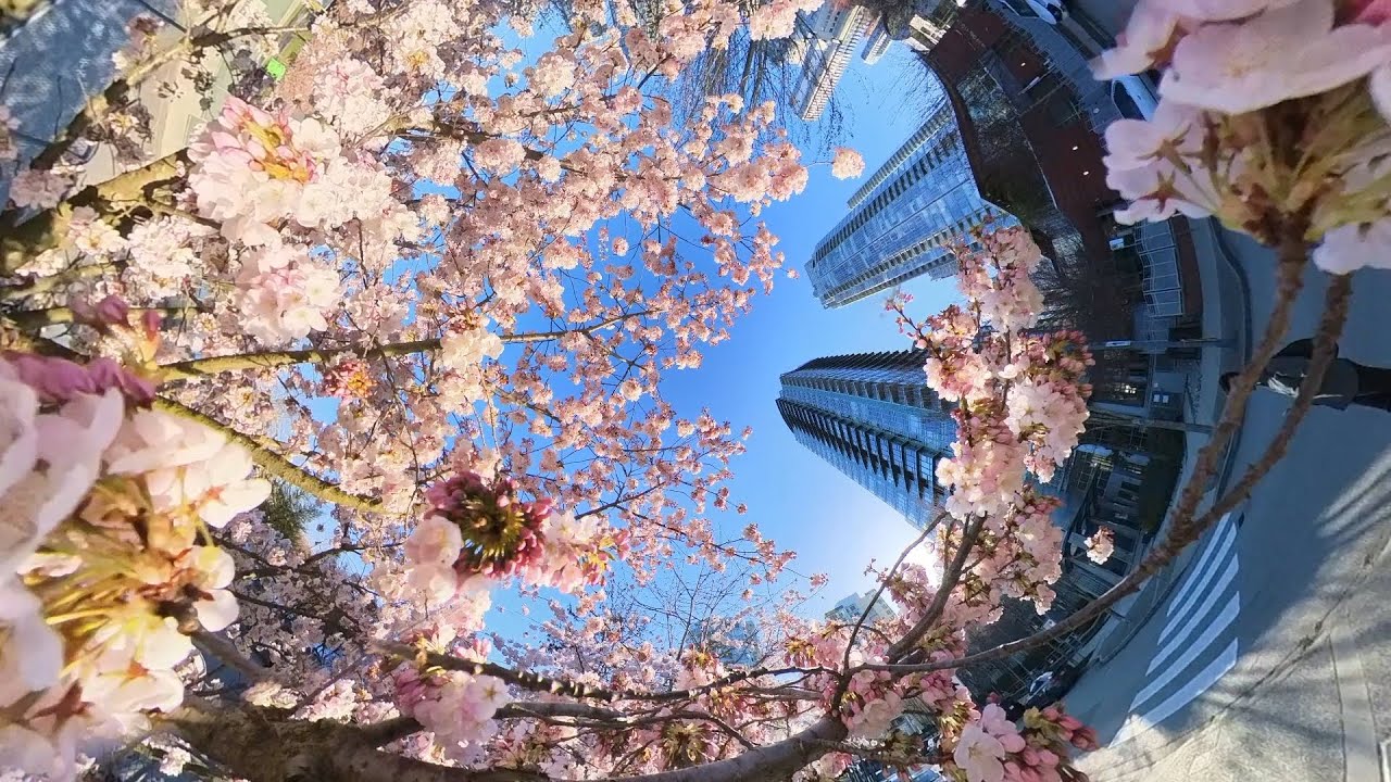 Cherry blossoms blooming in downtown. Vancouver BC Canada(by insta 360 ...