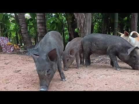 These wild pigs have accepted the food I put out