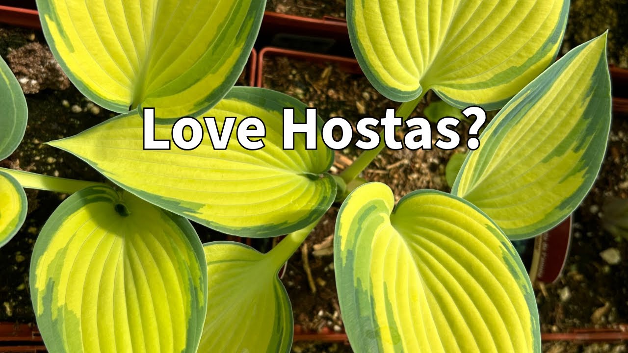 Hostas Galore for Spring! - YouTube