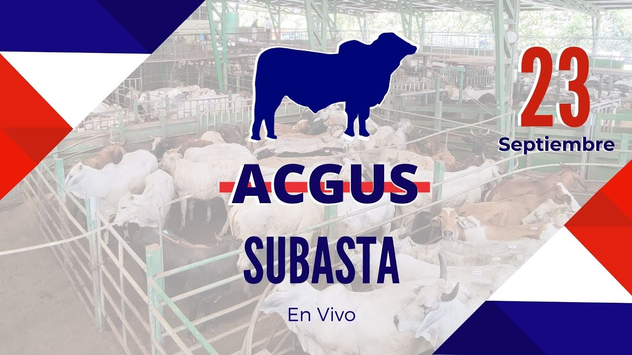 🟥 🟥 Nuevo RING - SUBASTA Ganadera - Viernes 23 de Setiembre 2022 ...