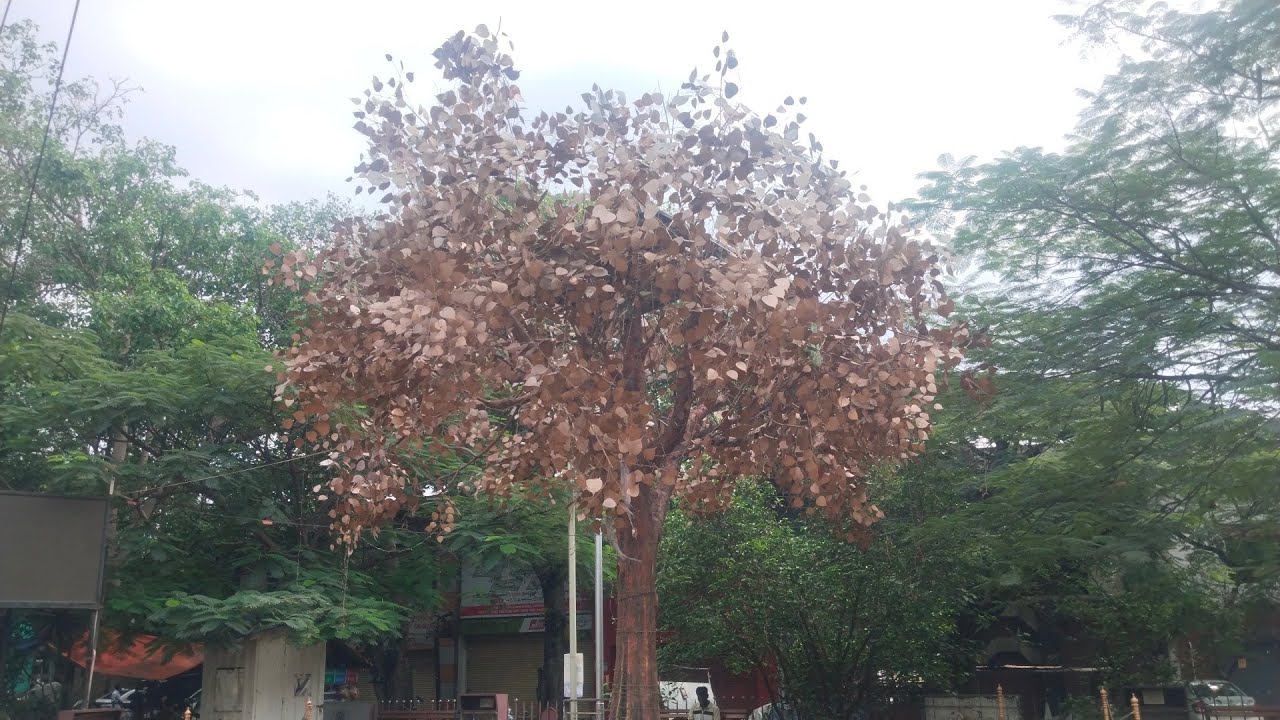 Gandhipuram VOC PARK ke samne gold colour pipal ka ped - YouTube