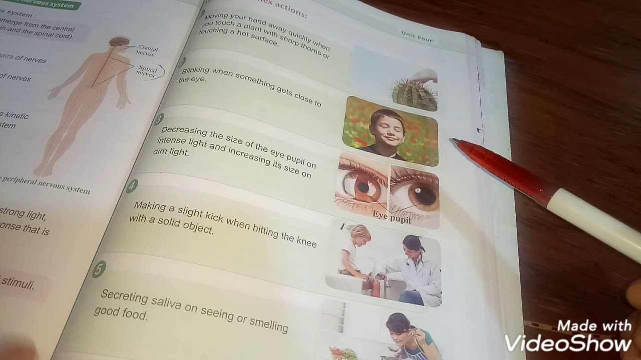 Science grade 6 nervous system part 2 - YouTube