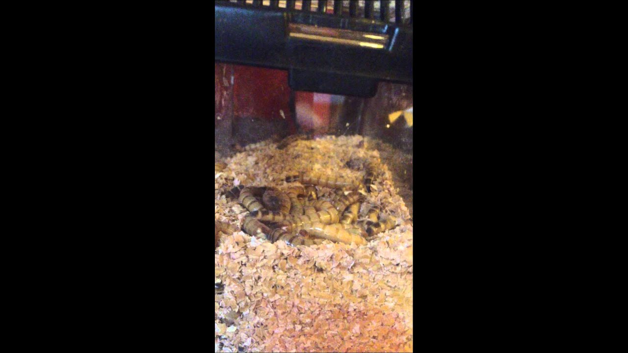 Mule worms - YouTube