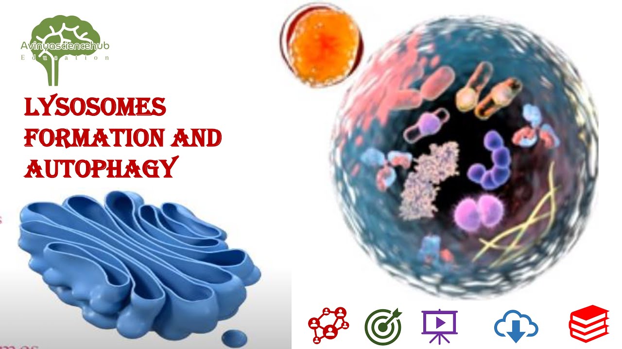 Lysosomes formation and autophagy PART 11 // Cell Biology// - YouTube