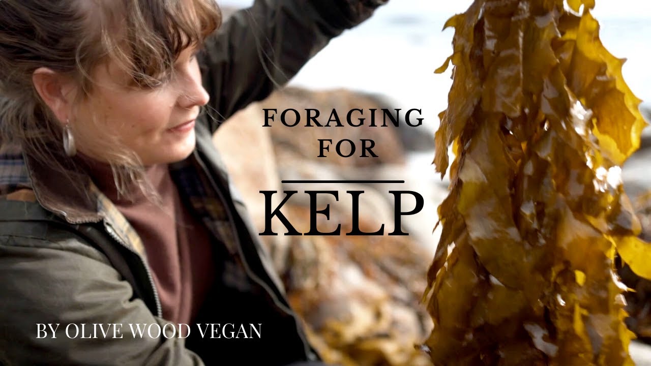 FORAGING FOR KELP - BY OLIVE WOOD VEGAN 🕊️ - YouTube