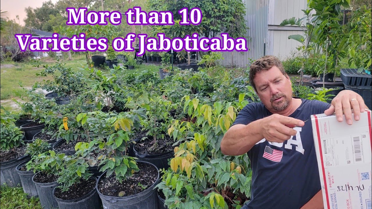 OUR JABOTICABA VARIETIES | ANG DAMI NA PALA - YouTube