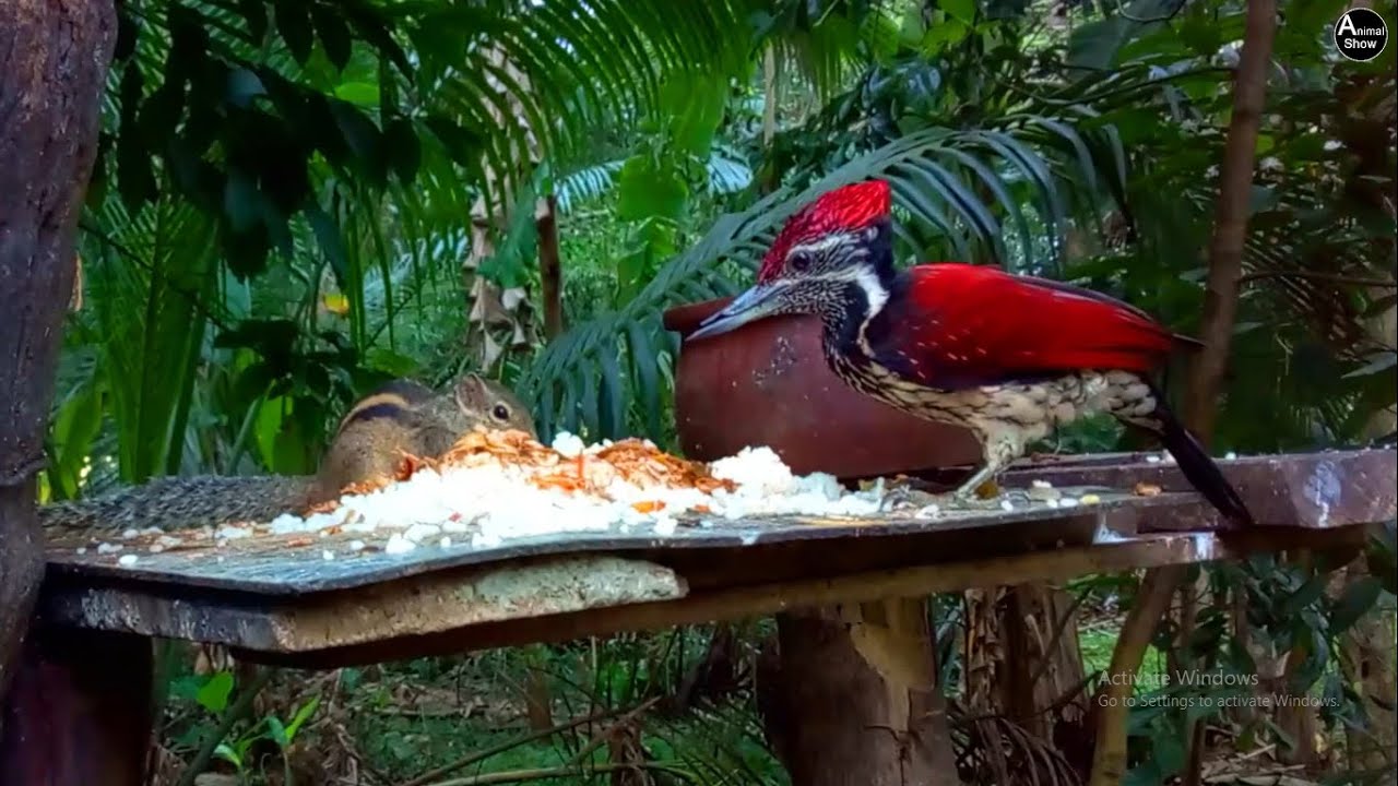 “Unexpected Duo | Red‑Headed Woodpecker & Squirrel Eating Together ...