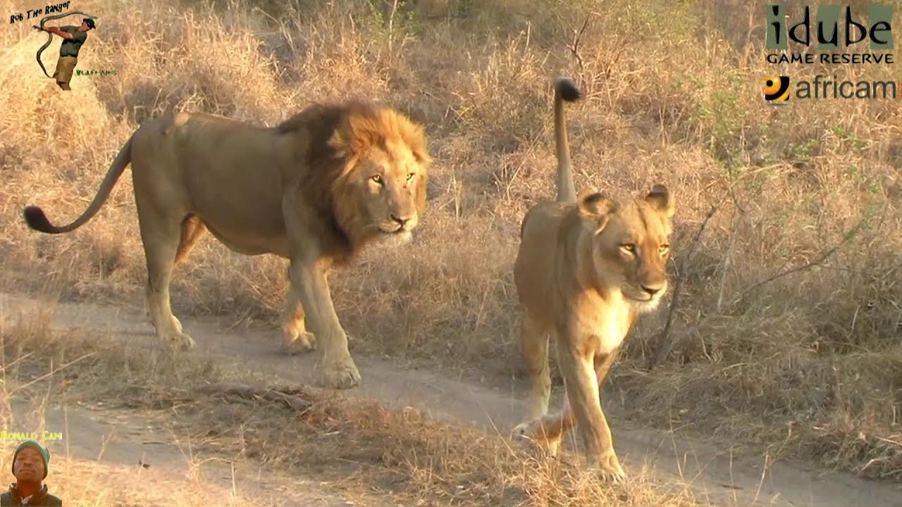 Daughters Of The Mapogo Lions - Rebuilding The Othawa Pride - 19: On ...
