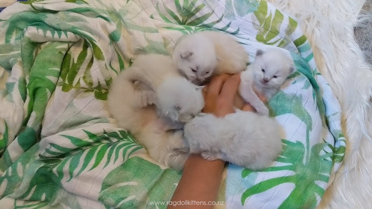 Tiny baby kittens enjoying tummy rubs! Cutest thing EVER! - YouTube