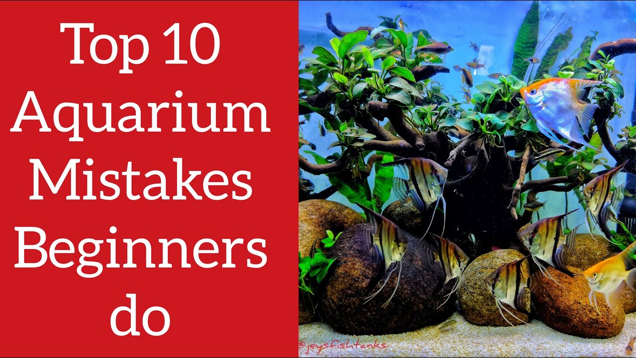 Top 10 Beginner Common Mistakes in Aquariums & How to Avoid it | How to ...