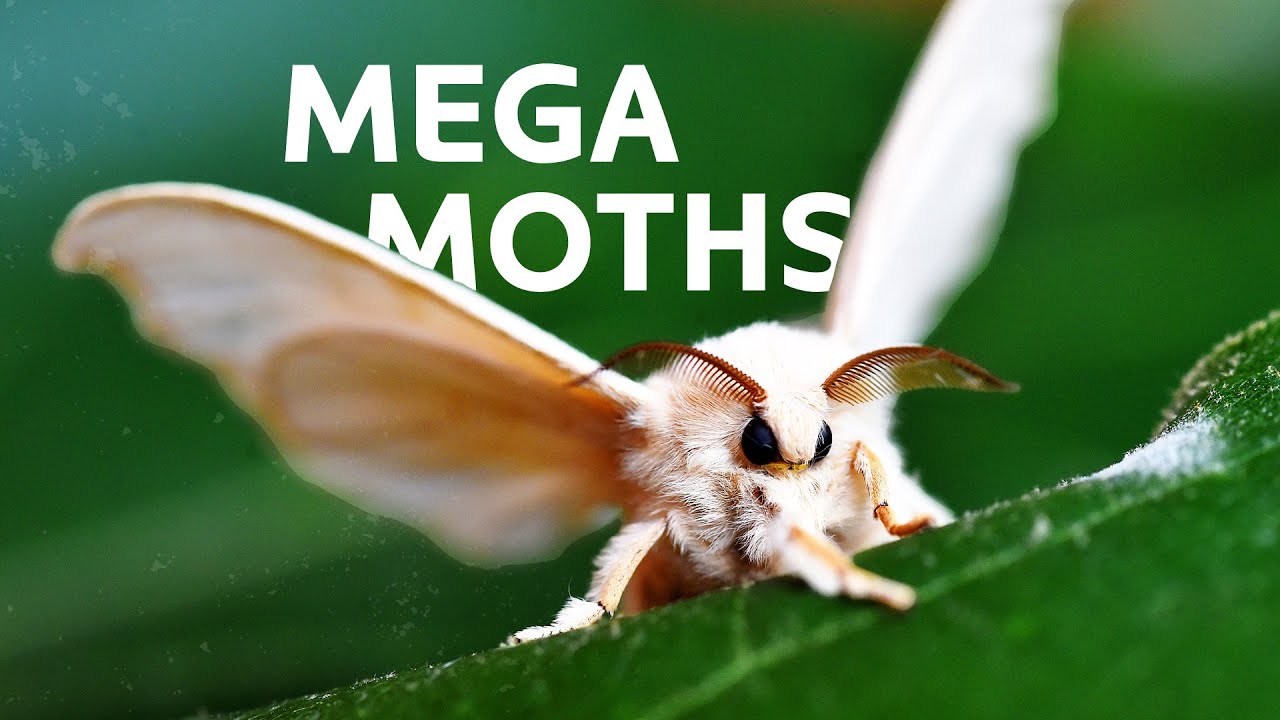 Unravelling The Mysteries Behind These Unique Butterflies And Mega ...