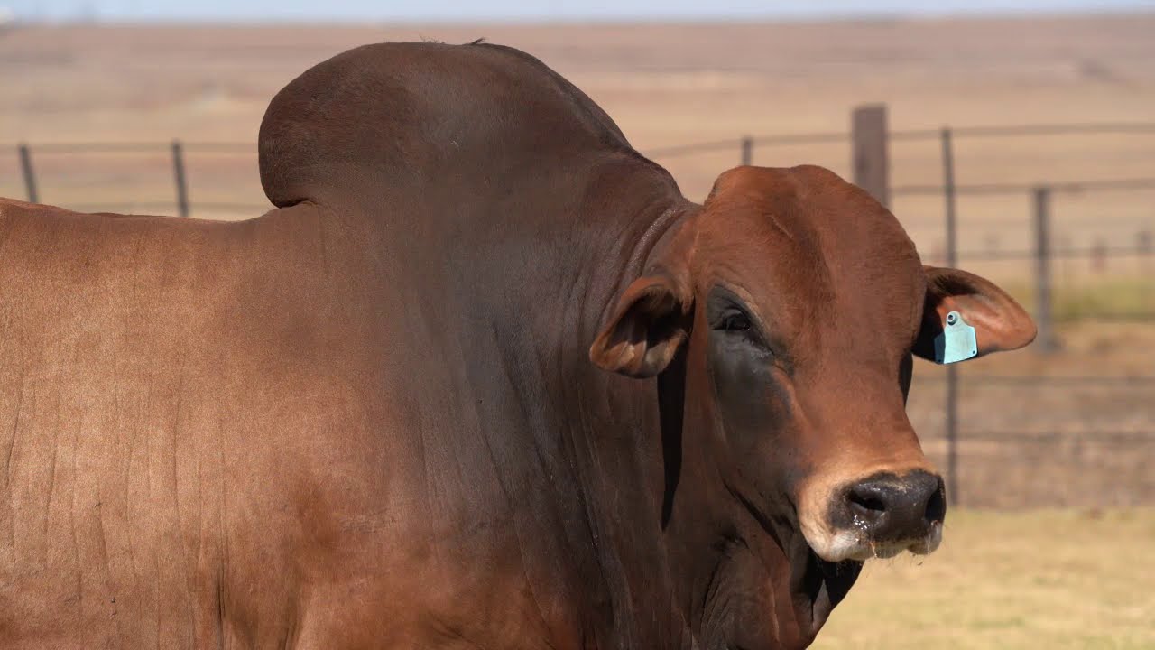Boran Auction 3 August 2019 - Hurwitz Farming - YouTube