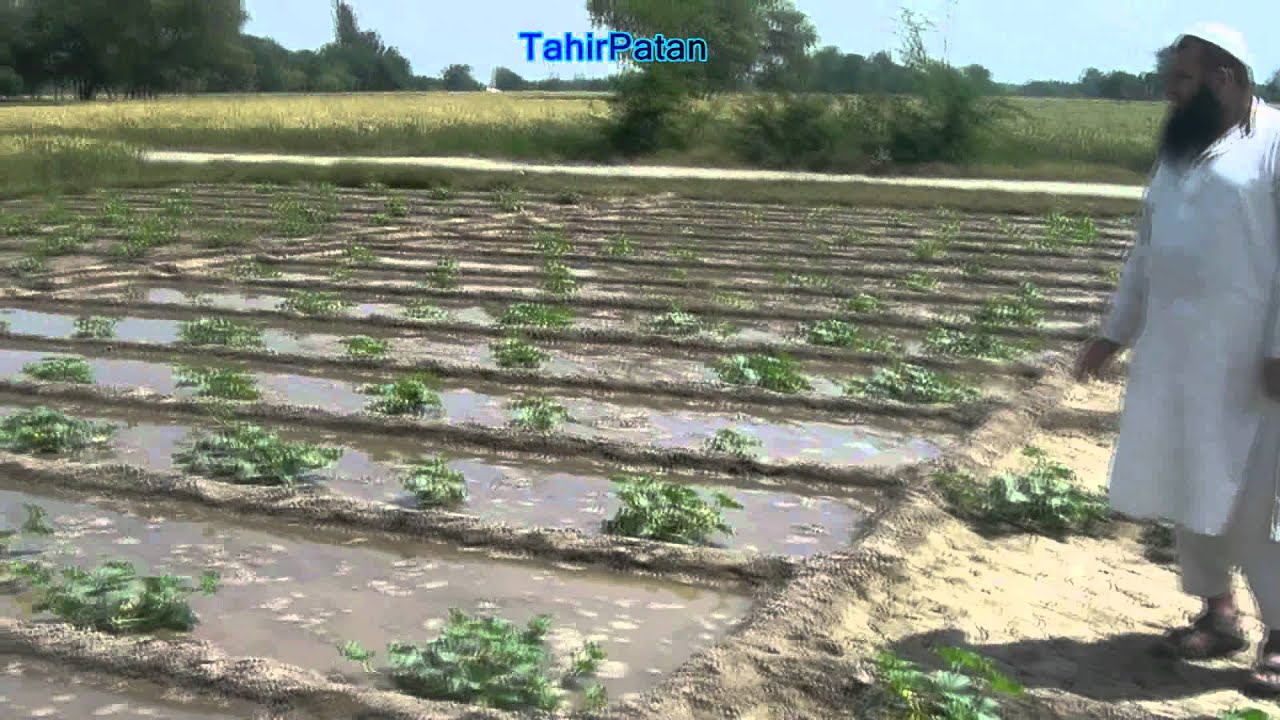 High definition- Water Melons get watered,lol - YouTube