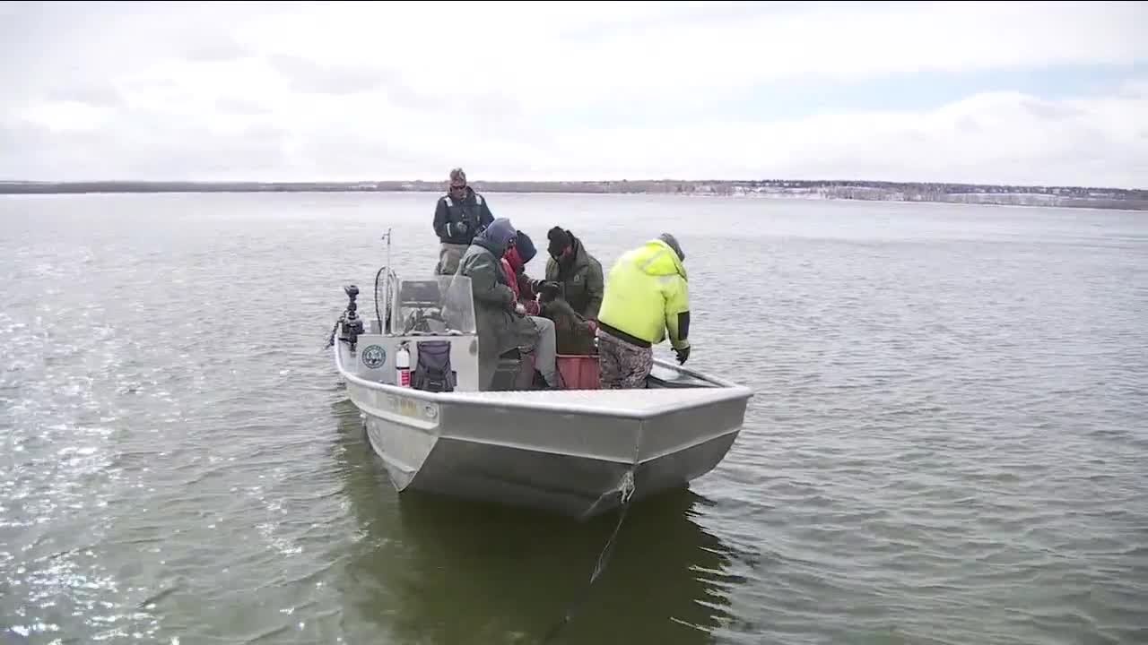 Annual walleye spawn underway at Cherry Creek, Pueblo reservoirs - YouTube