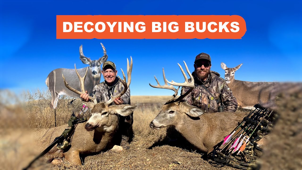 Decoying Mule Deer and Whitetails in the Rocky Mountains - YouTube