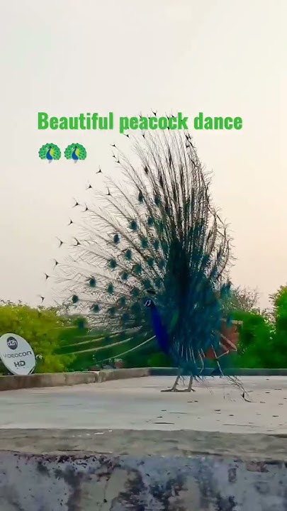 Beautiful Peacock Dance 🦚🦚 Peacock Short Video Youtube