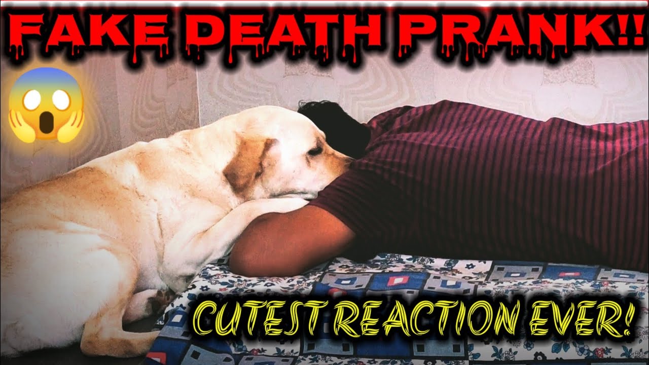 Fake Death In Front Of Dog - Labrador Retriever | Fake Death Prank On ...