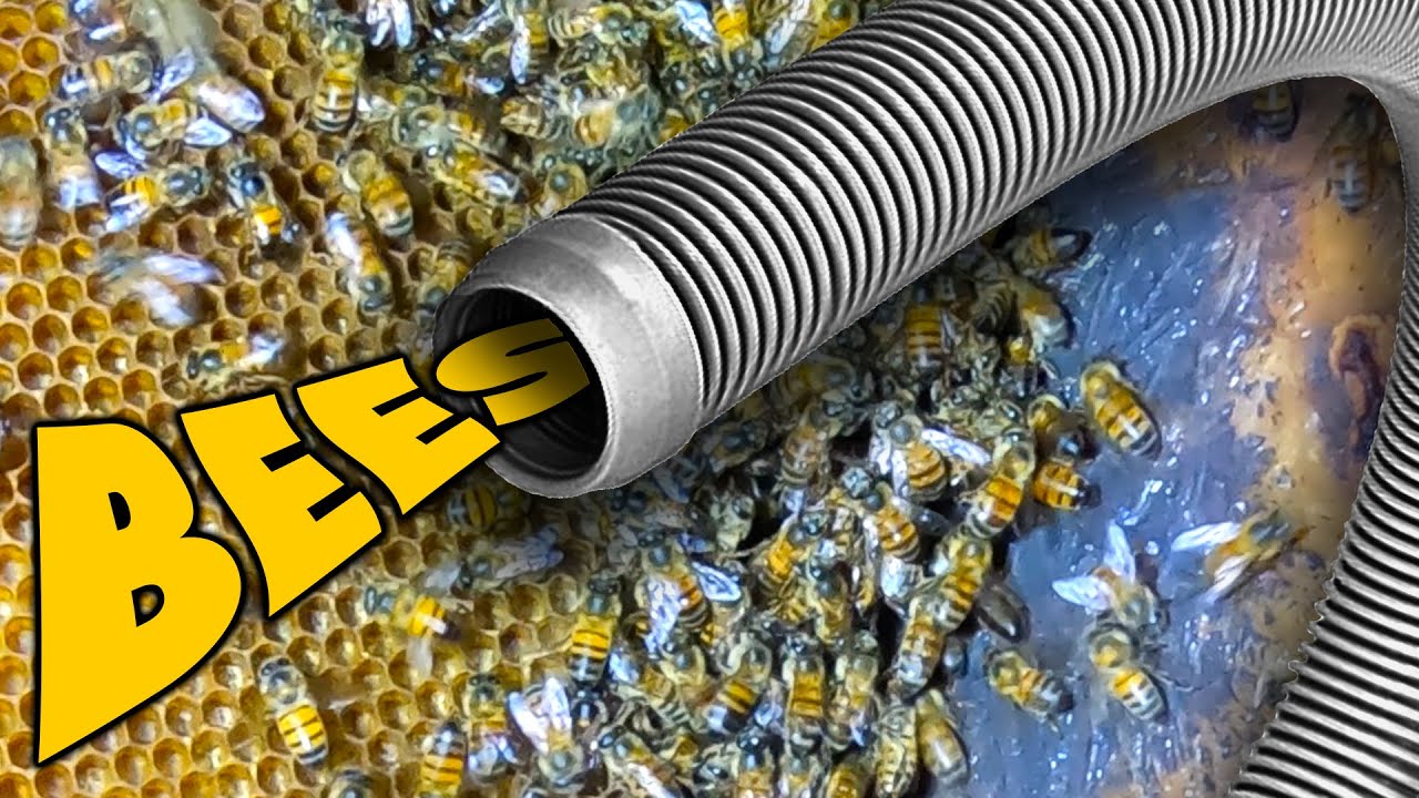 Remove bees With Bee Vac From A Pool Pump Cover - YouTube