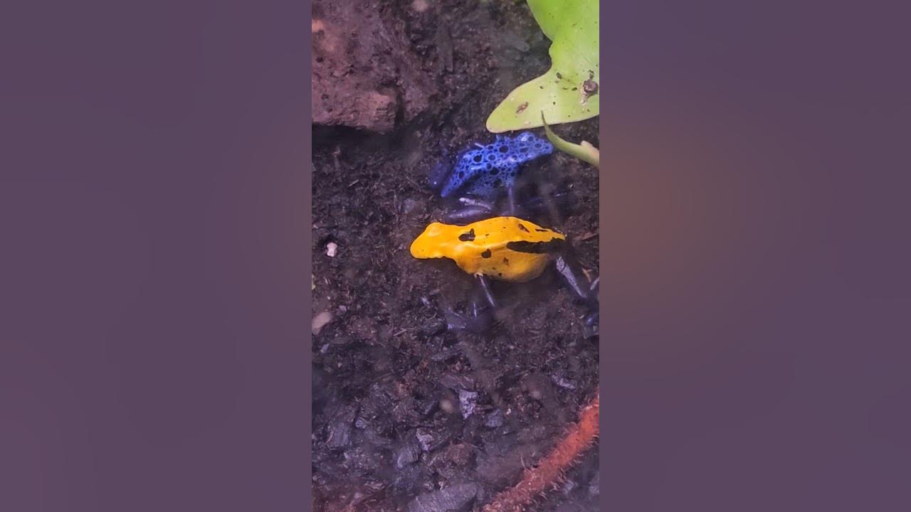 Deadly Poison Dart Frogs! - YouTube