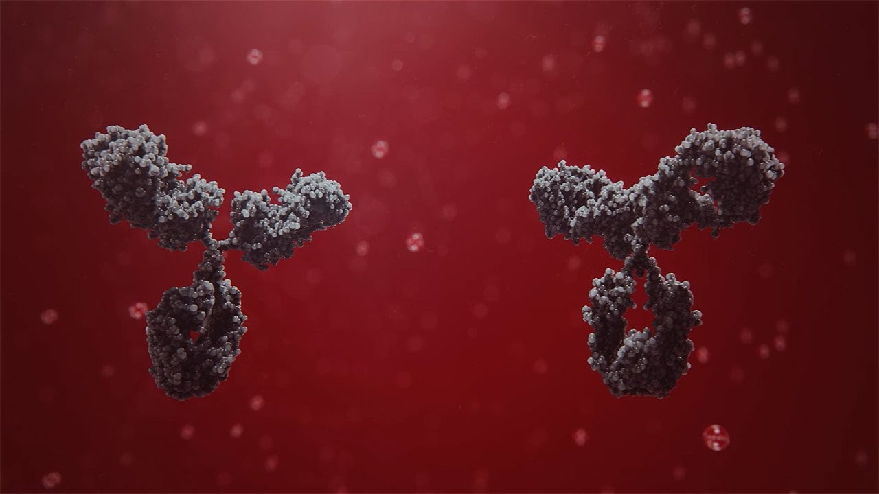 Rabbit Polyclonal Antibody Technology - YouTube