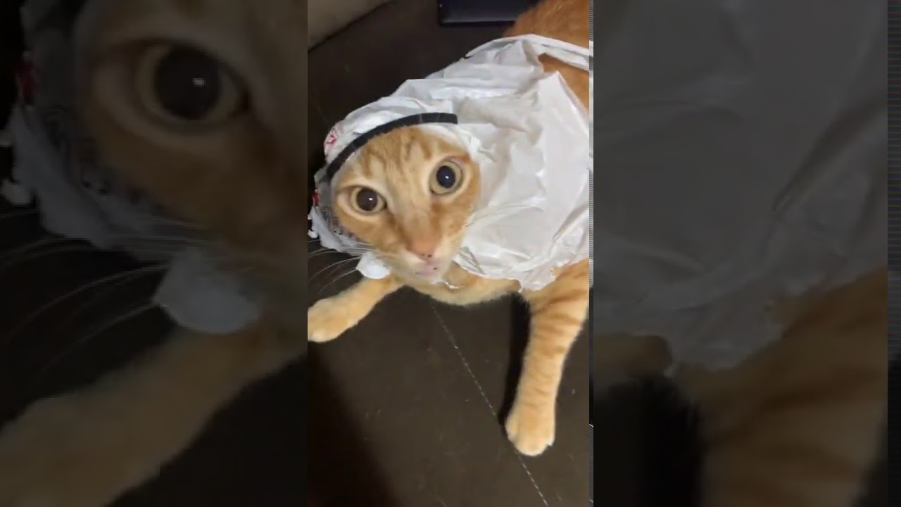 Gato árabe - Arab cat - YouTube