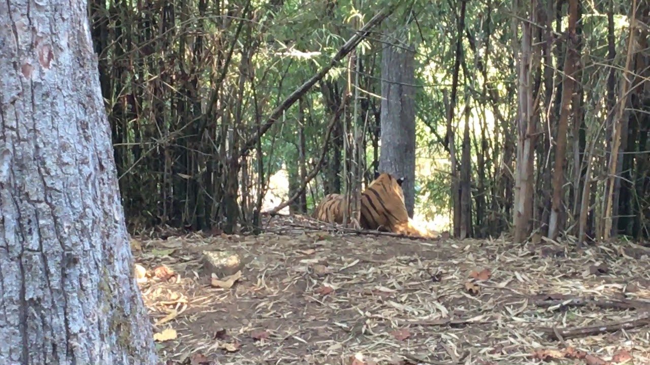 Munna Tiger Kanha National Park Madhya Pradesh - YouTube