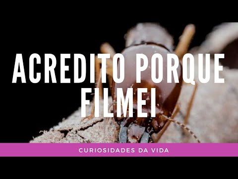 CUPIM VOADOR FILMADO DE PERTO - ECHAME DE CUPIM ECLODINDO - CURIOSIDADE ...