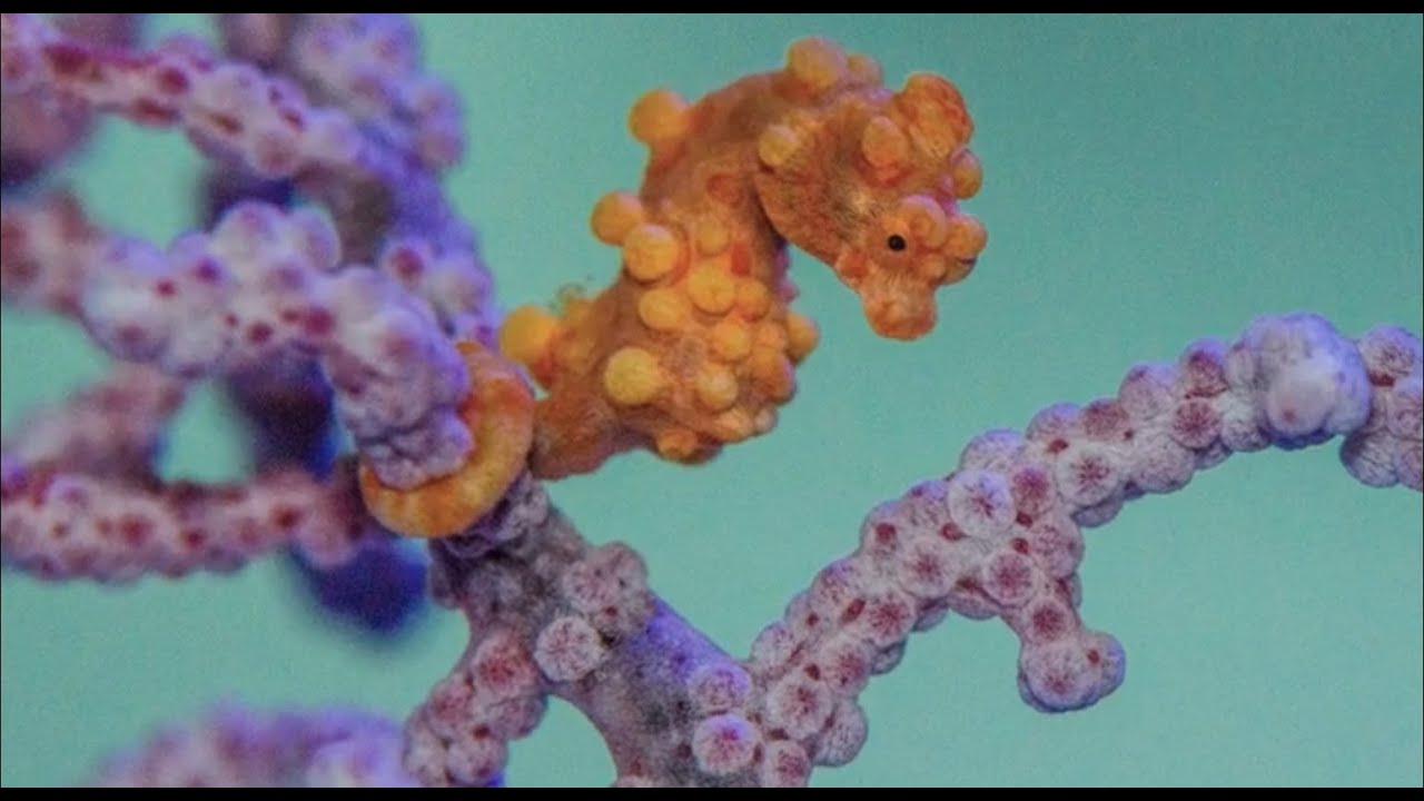 Baby Pygmy Seahorses | California Academy of Sciences - YouTube