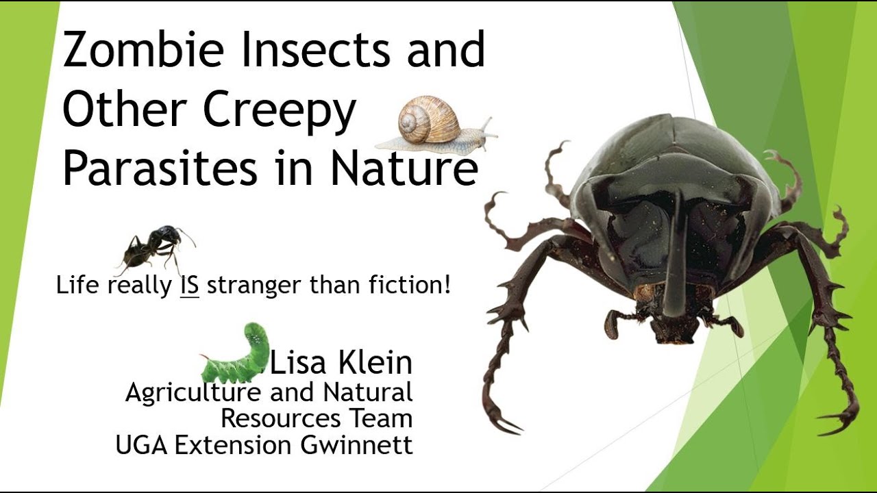 Zombie Insects & Other Creepy Things Parasites do in Nature - YouTube