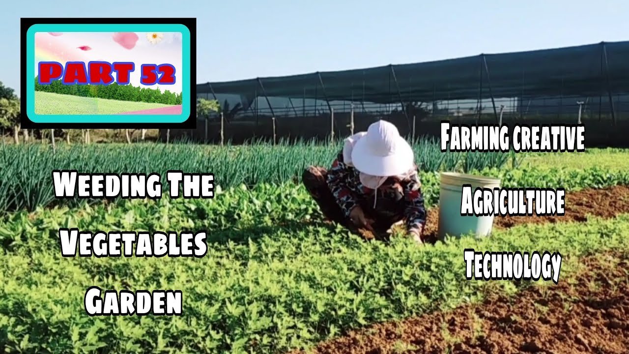 PART 52 | Weeding In The Vegetables Garden | No Copyright Music ...