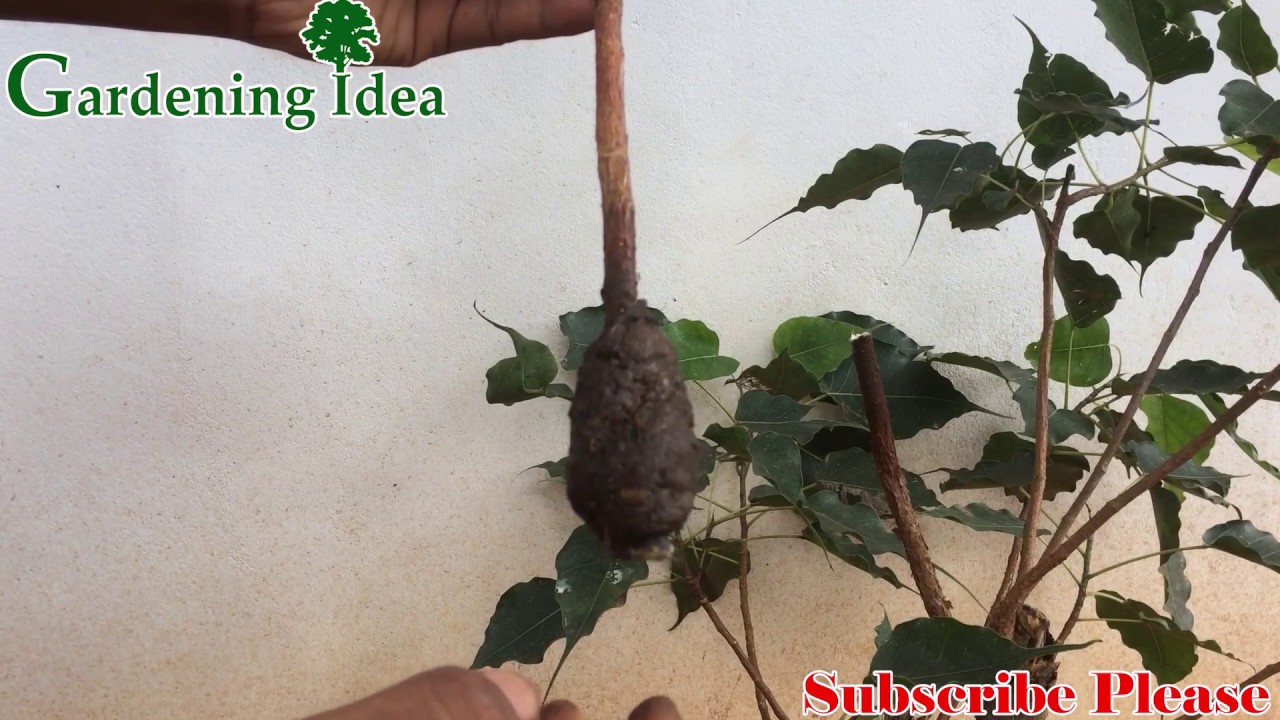 Air layering Ficus religiosa Tree the New Method | Peepal Tree - YouTube