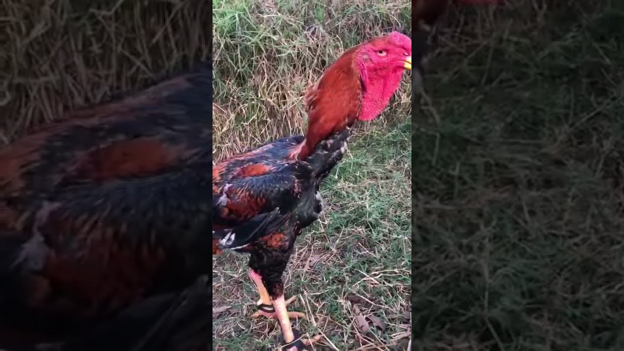 GALO ÍNDIO GIGANTE BARBELA DE BOI.URANO GALO COM MUITO RACIAL,DO ...