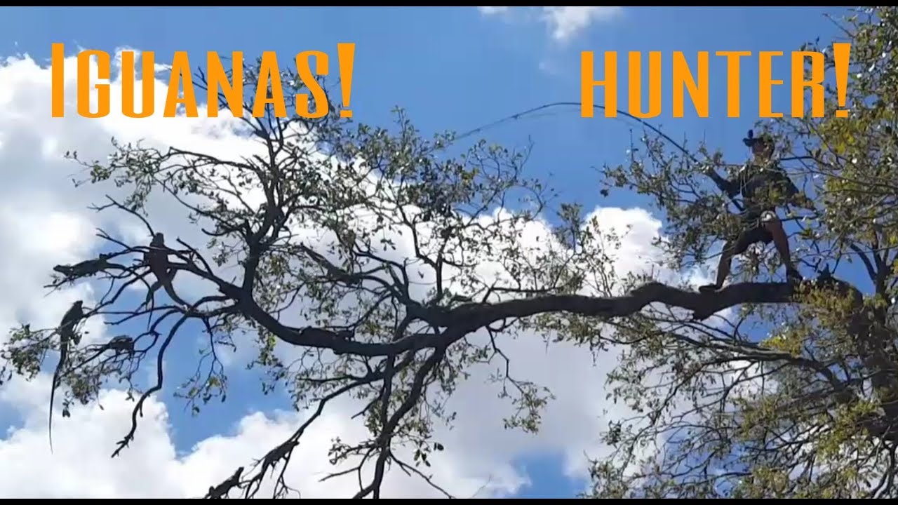 Crazy Tree Climbing To Catch GODZILLA! IT'S IGUANA TIME!!! - YouTube