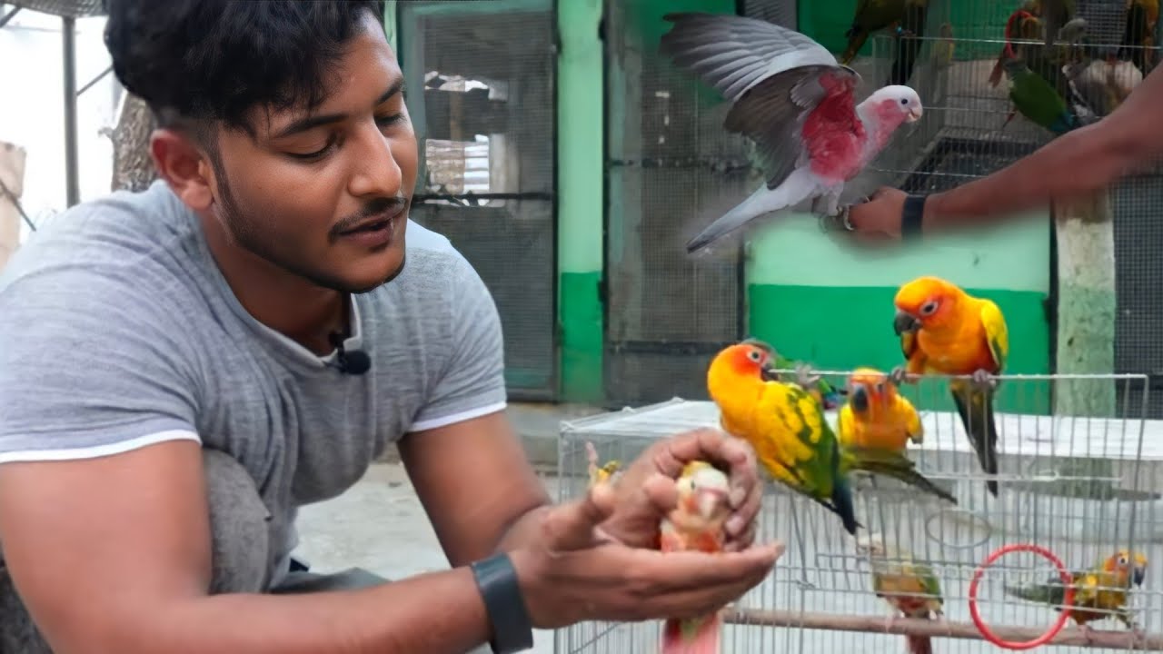 about 100 sun conure chicks born at my exotic bird/parrot farm.relasing ...