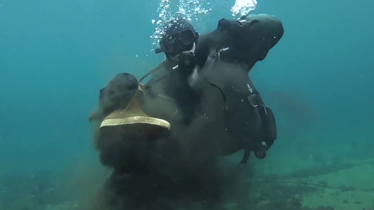 TAVAHA- Trash dive - YouTube