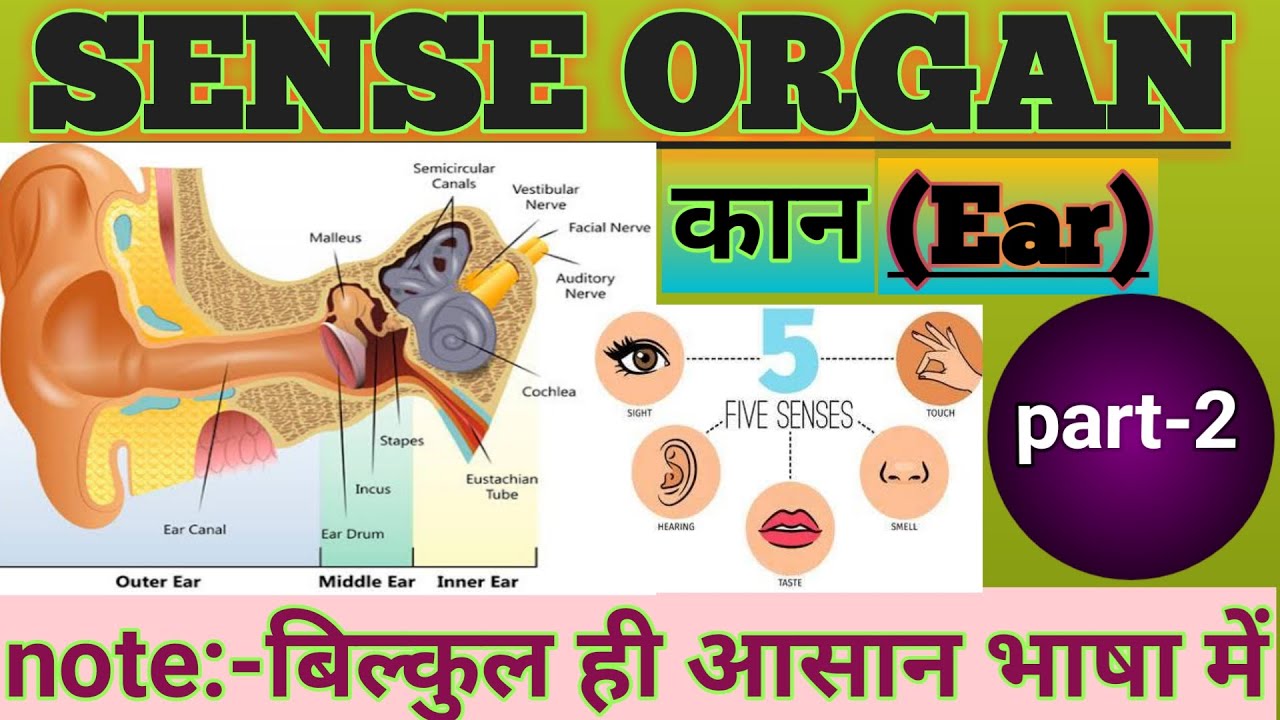 Part:-2 ,Ear(sense organ) , types of ear. Inner ,middle,uter parts of ...