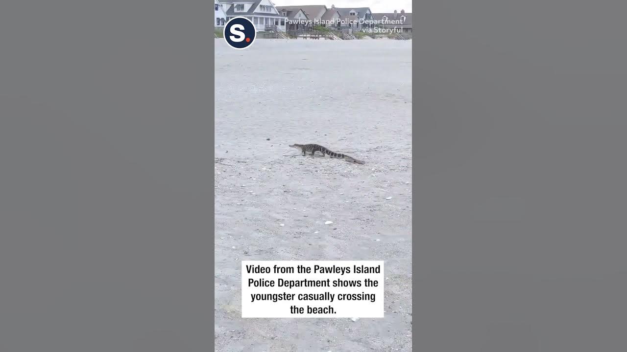 Alligator Takes Stroll Across South Carolina Beach - YouTube