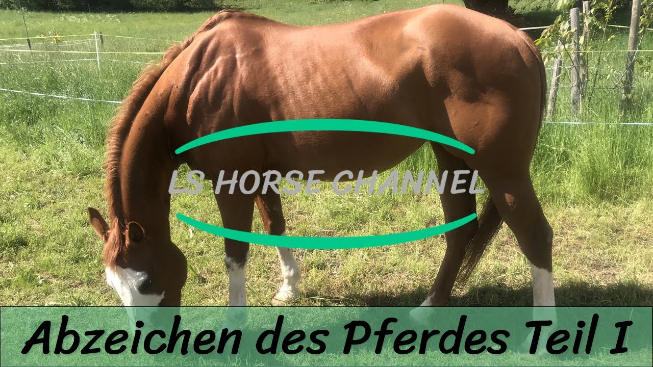 Pferdewissen - Von den Abzeichen der Pferde - Lehrvideo Pferd - YouTube