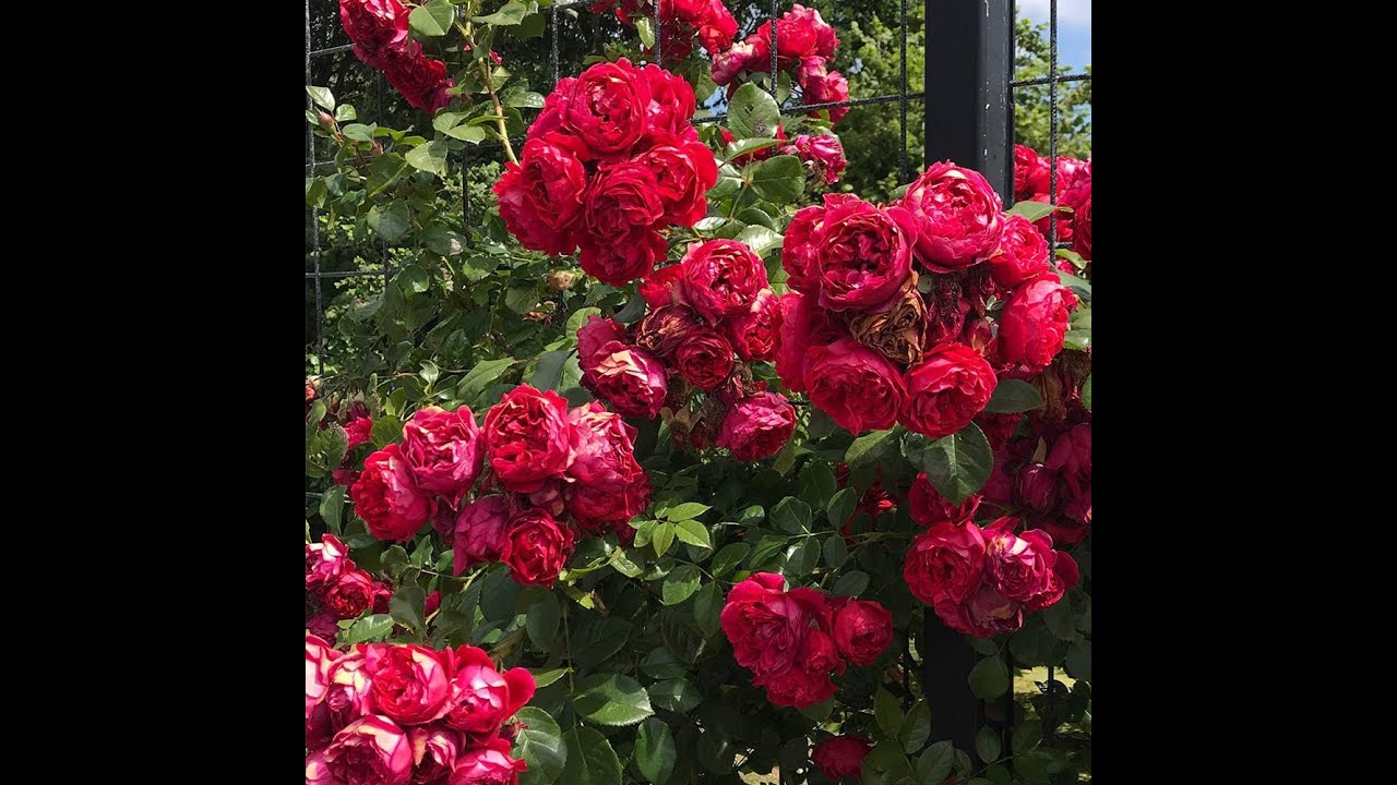 The Christian Life in a Rose - YouTube