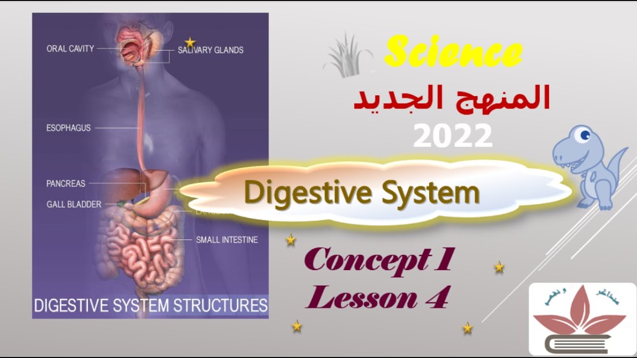 Science for grade 4 The Digestive System ( part 2 ) - YouTube