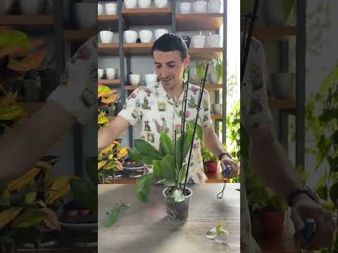 Orxideya gülünün çoxaldılması #Orxideya