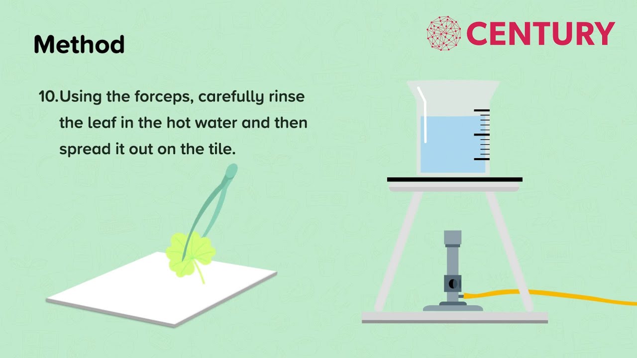 Practical: Testing a Leaf for Starch | Biology - YouTube
