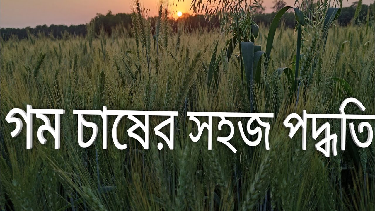গম চাষের পদ্ধতি||গম চাষ কিভাবে করলে অধিক লাভ পাওয়া যায়||gom chas ...