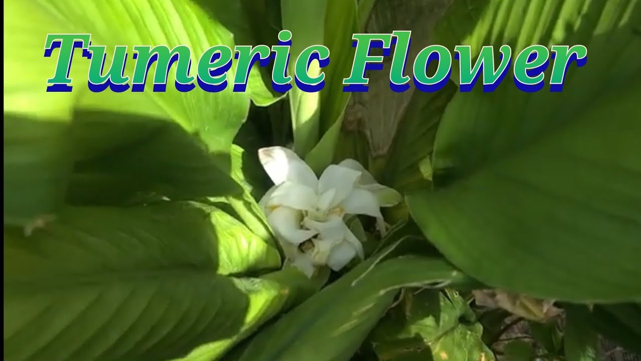 Tumeric Flower Miraculous Health Benefits | Tumeric Plants | Curcumin ...